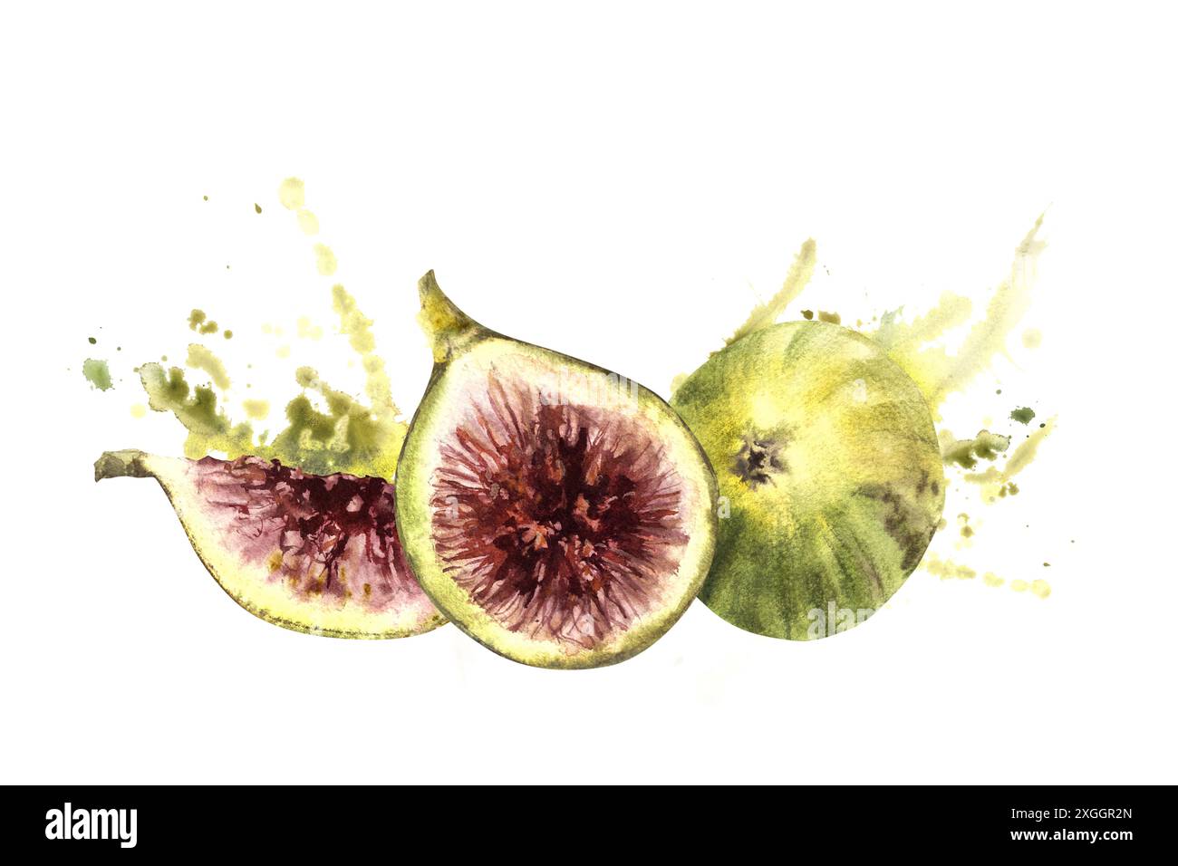 Juicy green figs. Whole and cut fruit on watercolor stains splashes ...