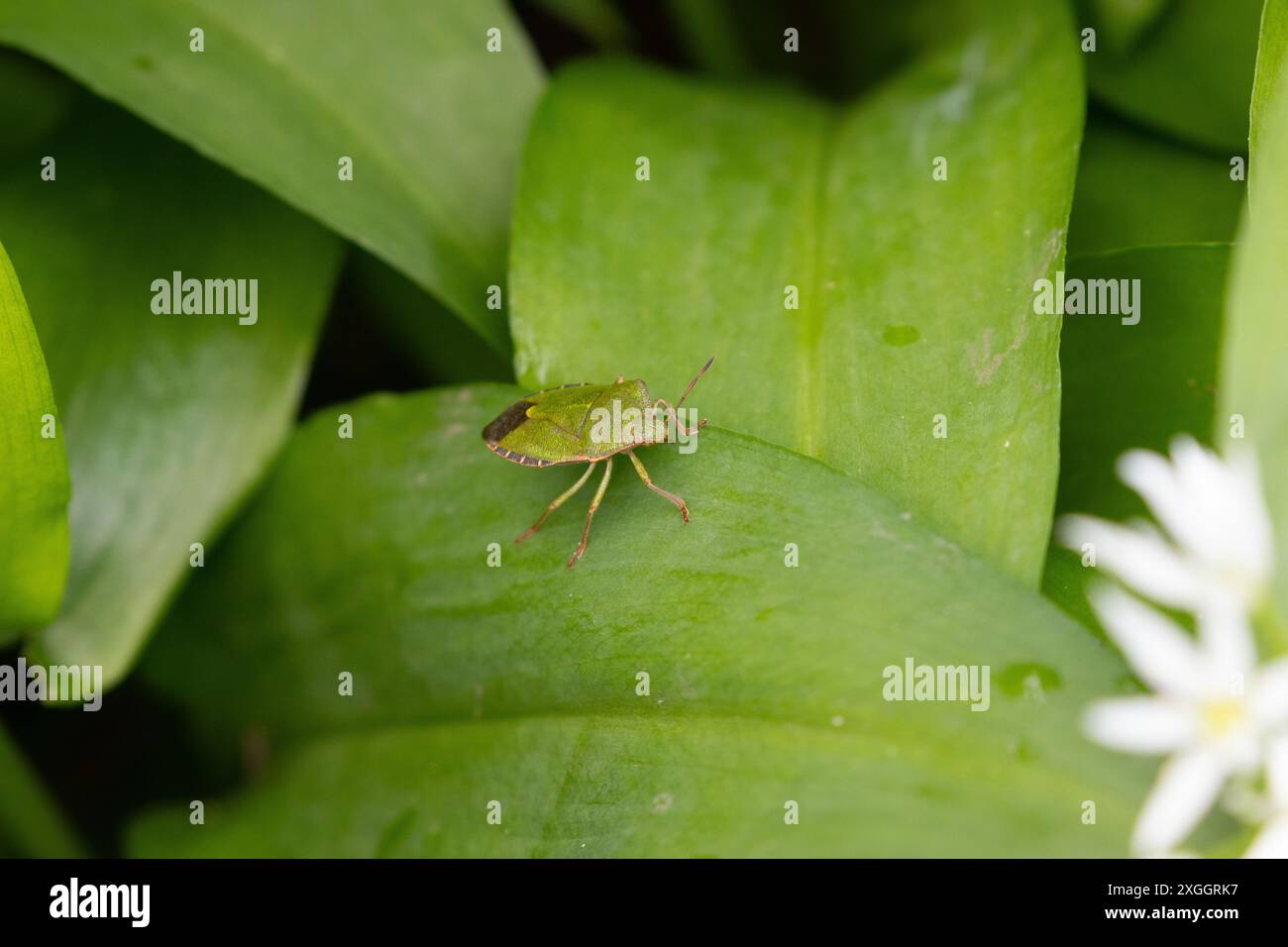 Green Shield Bug sat on a leaf. Bishop Middlhem nature reserve, County ...