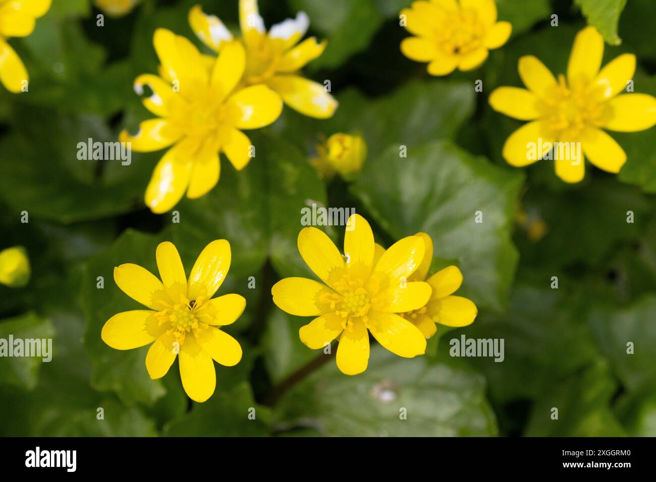 Lesser Celandine flowers in woodland, County Durham, England, UK Stock ...