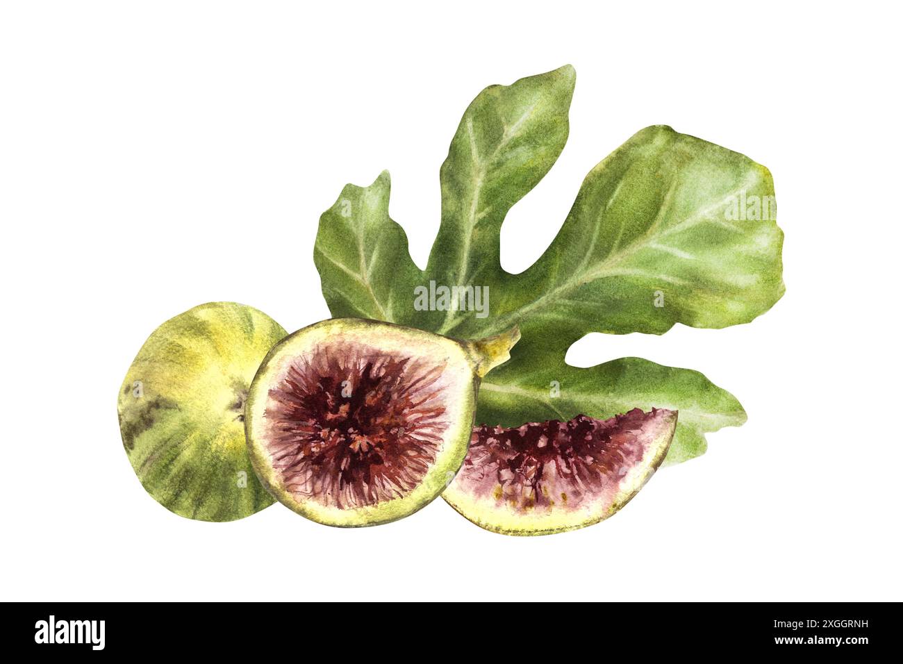 Green figs with leaves. Ripe whole and cut fruit. Food arrangement ...