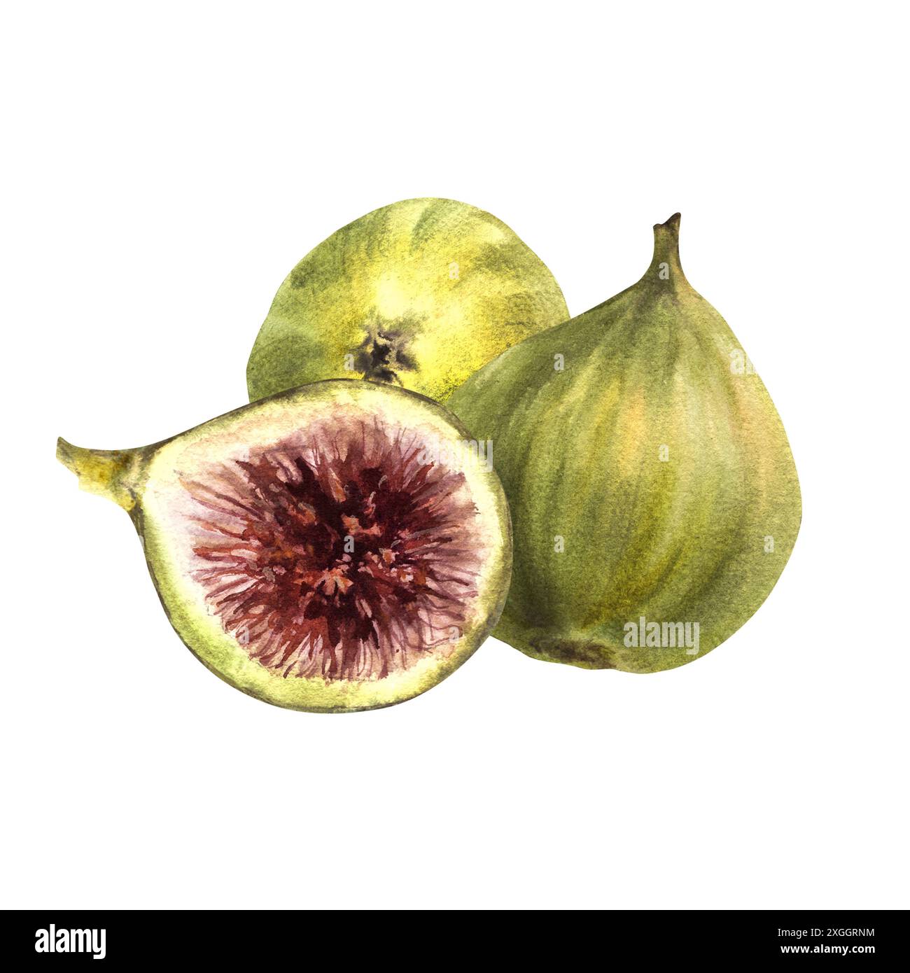 Green figs fruit. Picked ripe, whole and cut fruit. Handful vegetarian ...