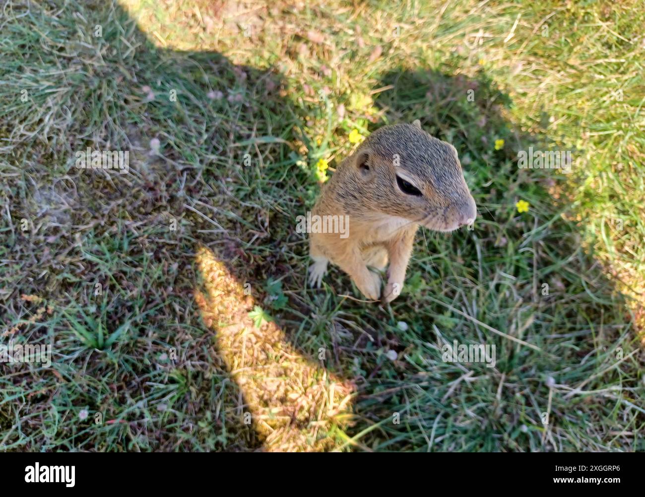 The European ground squirrel (Spermophilus citellus), also known as the ...