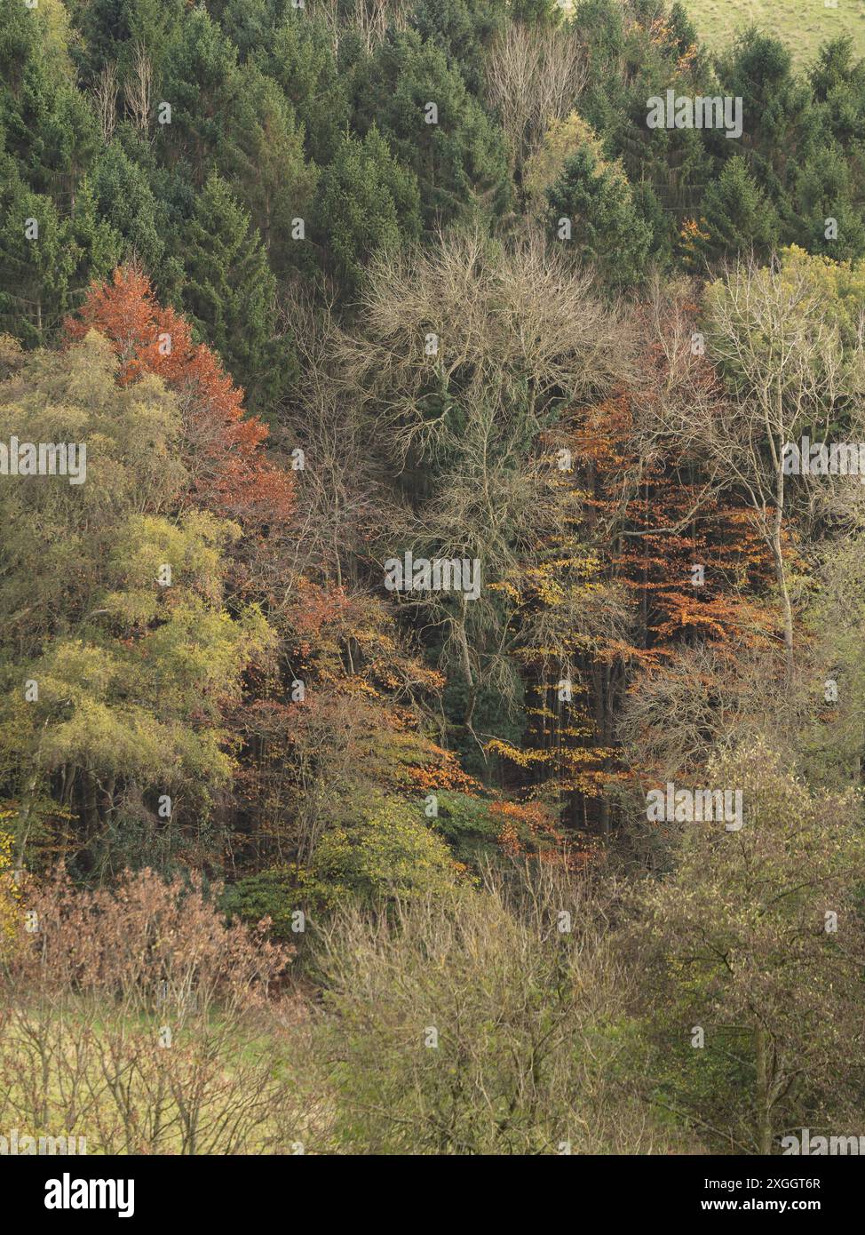 Pine trees in mortimer forest hi-res stock photography and images - Alamy