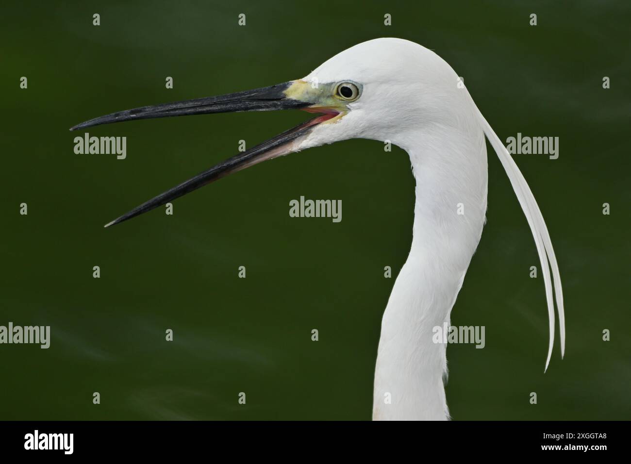 Stark bird hi-res stock photography and images - Alamy