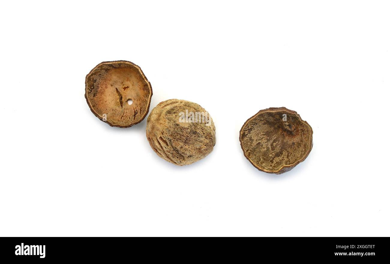 Nutmeg shell hi-res stock photography and images - Alamy