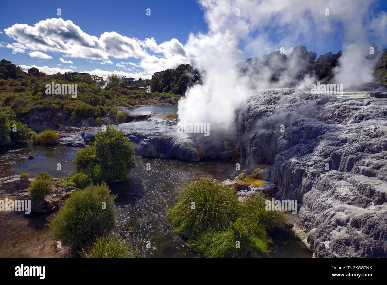 Steam erupting from a geothermal geyser at a pool in Rotorua, North ...
