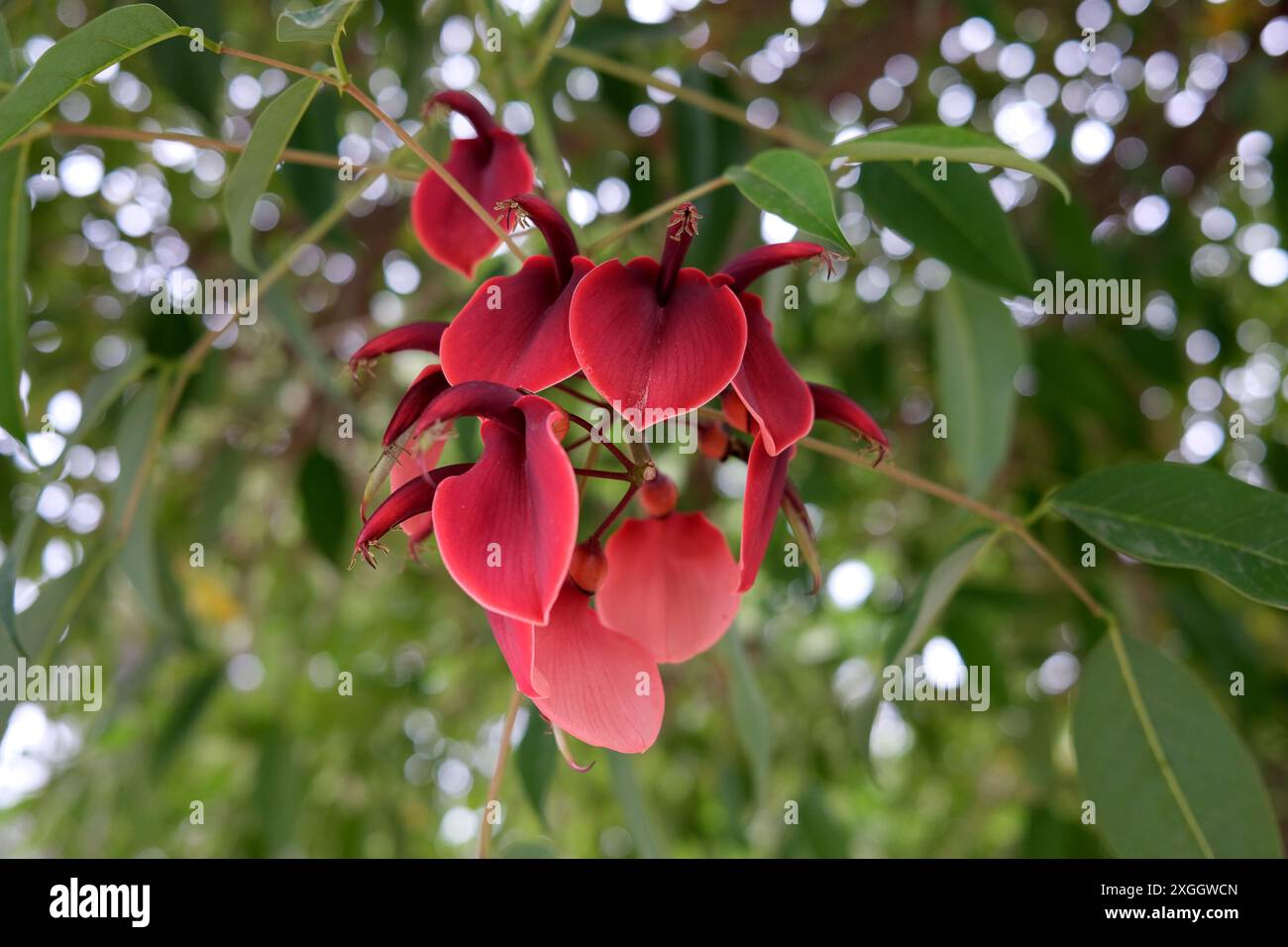 Cockspur coral tree growing southern France Erythrina crista-galli ...