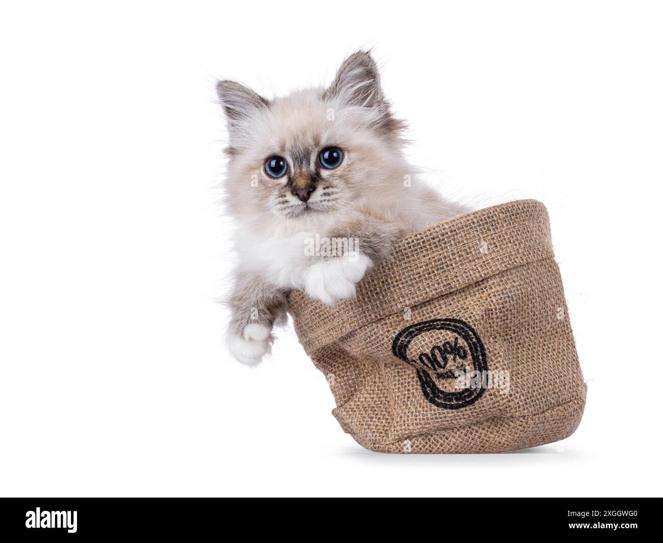 Cute tabby Sacred Birman cat kitten, sitting in brown jute bag. Looking ...