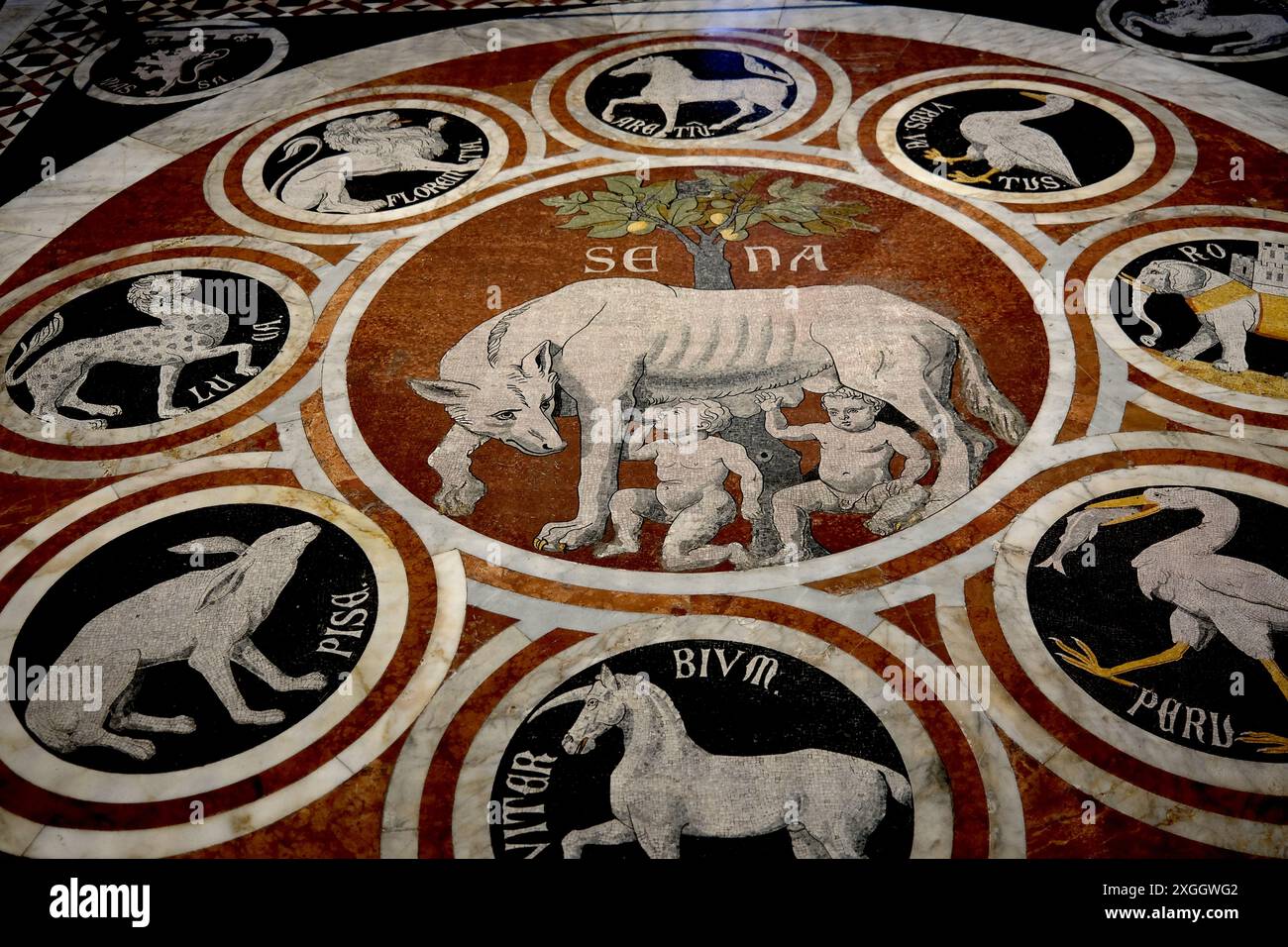 Siena Cathedral in Tuscany, Italy. Mosaic floor depicting the legend of ...