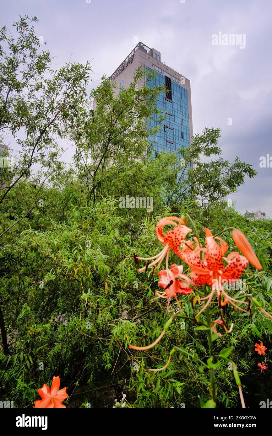 Urban nature: Tiger lily blooms frame modern glass building, lush ...