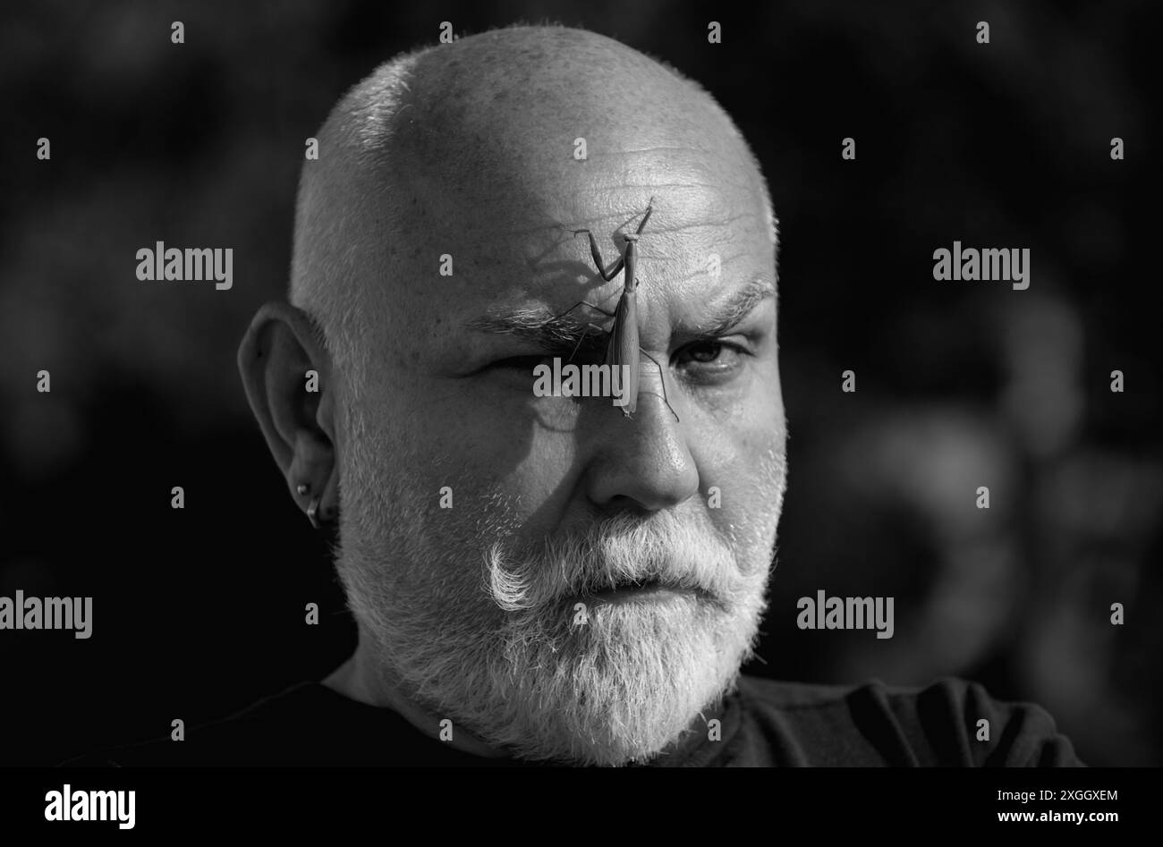 Mantis on head. Comic and humor sense. Serious old men with beard and ...