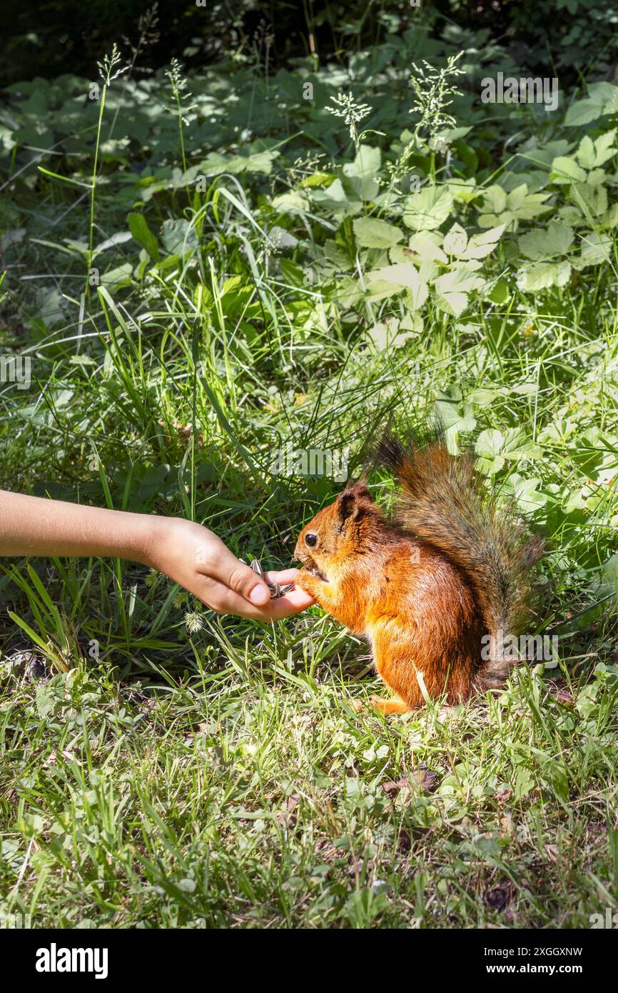 Child feeds squirrel in forest clearing. Close-up of hand Stock Photo ...