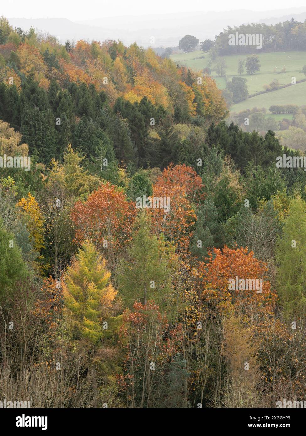 South Shropshire landscapes and woodland viewed from Hopesay Common ...