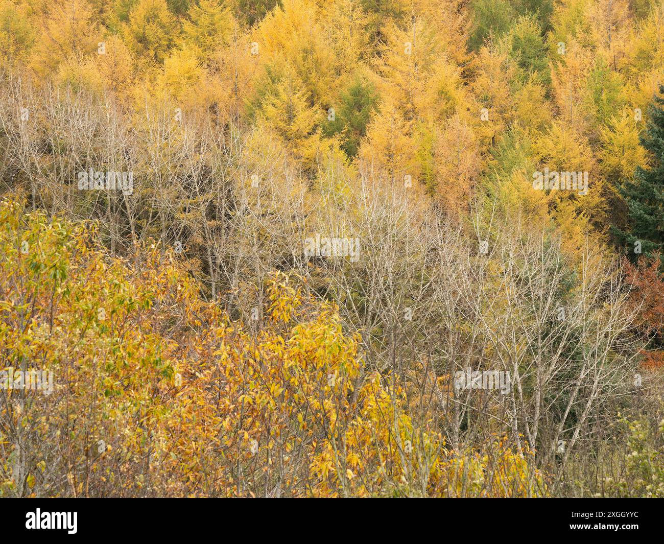 South Shropshire landscapes and woodland viewed from Hopesay Common ...