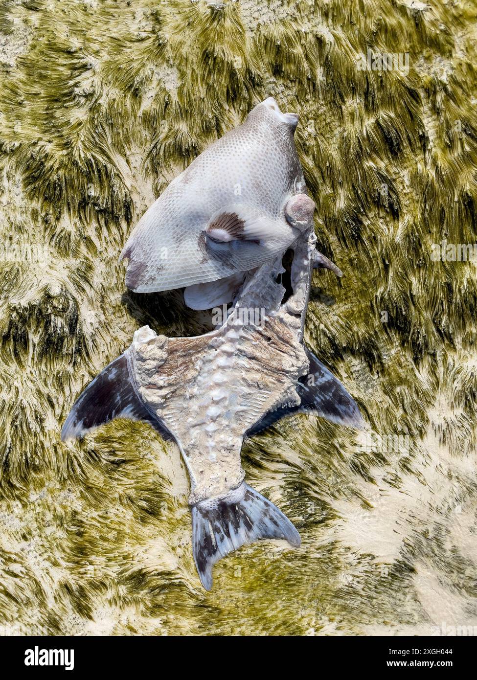 Fishbone texture hi-res stock photography and images - Alamy