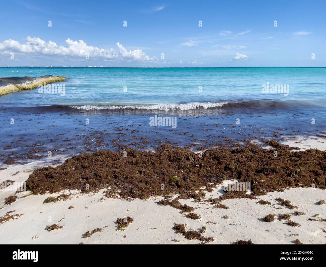 Sargassum seaweed on the Caribbean beach. Sargassum seaweed invading ...