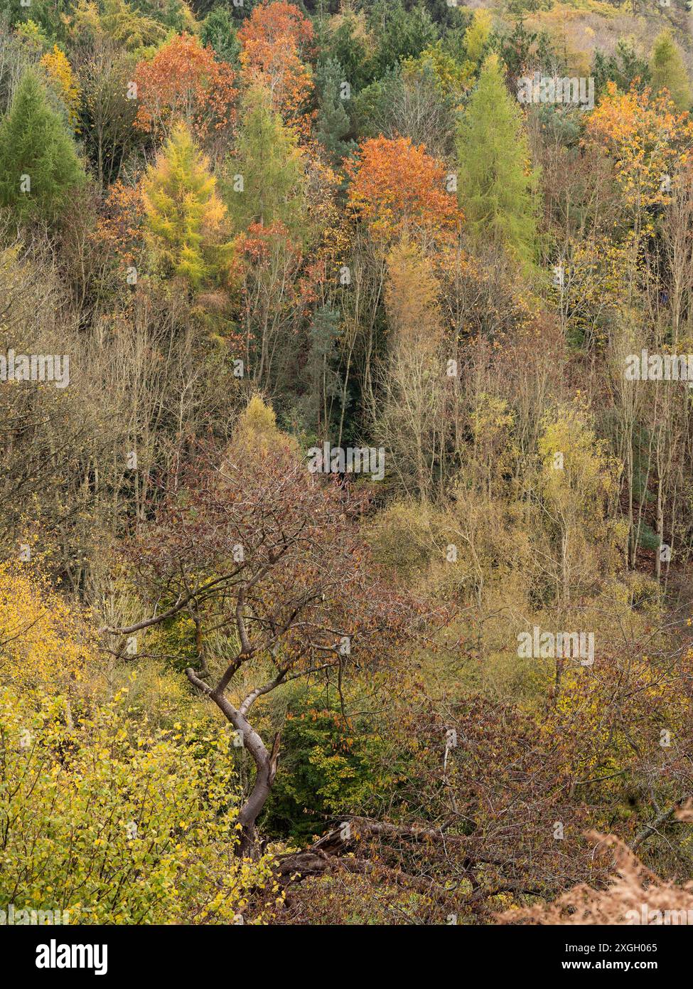 South Shropshire landscapes and woodland viewed from Hopesay Common ...