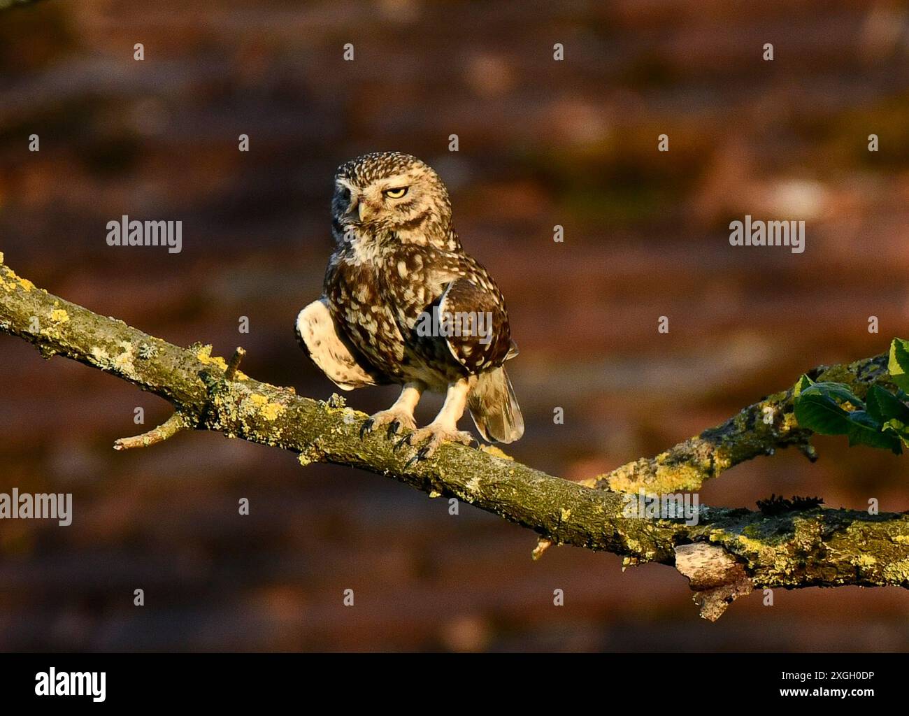 European owls hi-res stock photography and images - Alamy
