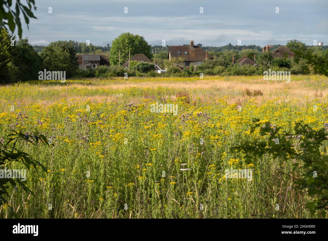 Waste ground overgrown with weeds and bordered with housing at Benham ...