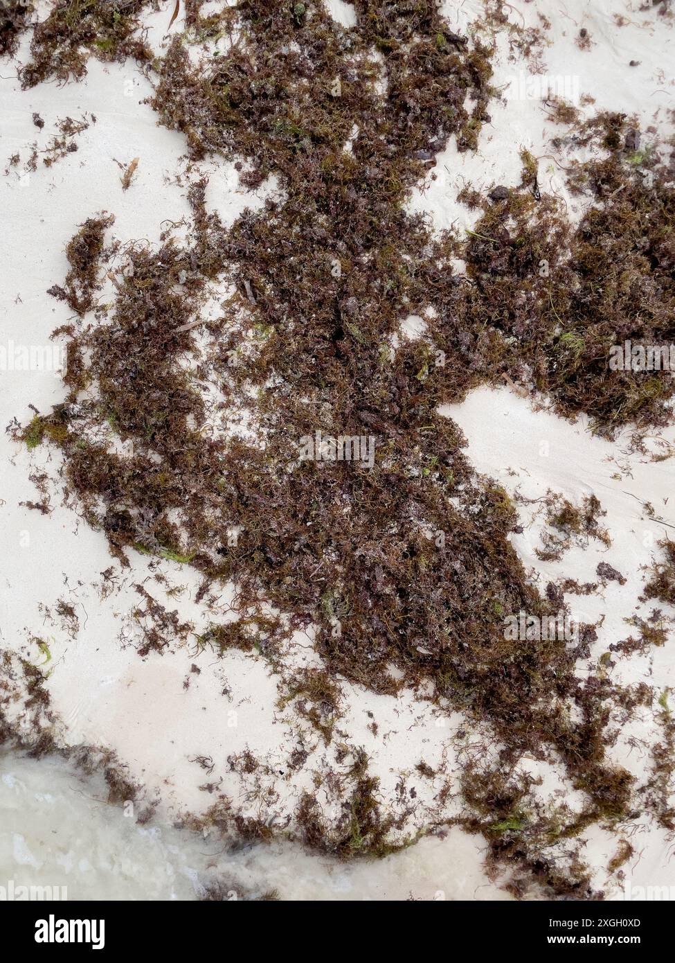 Sargassum seaweed on the Caribbean beach. Sargassum seaweed invading ...
