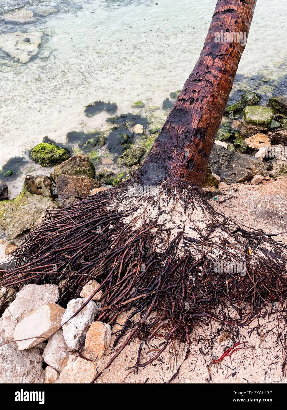 Roots of a coconut tree on the Caribbean beach Stock Photo - Alamy