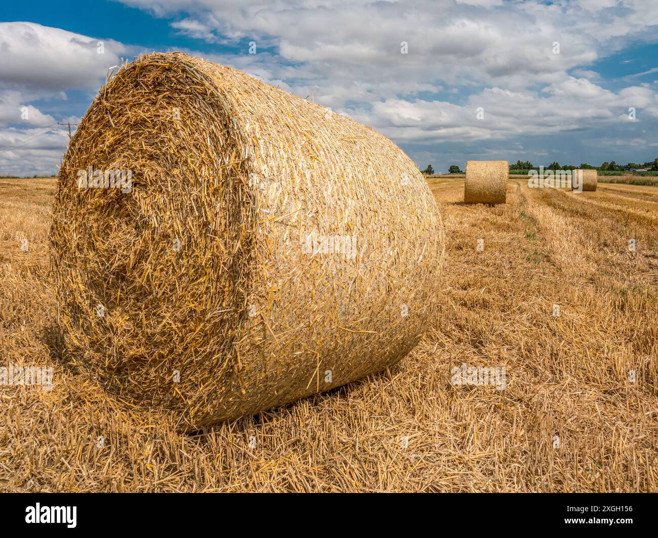Scattered hay hi-res stock photography and images - Alamy