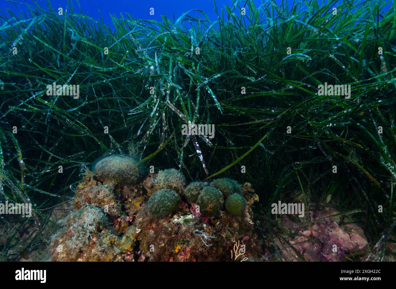 Codium green alga codium bursa hi-res stock photography and images - Alamy