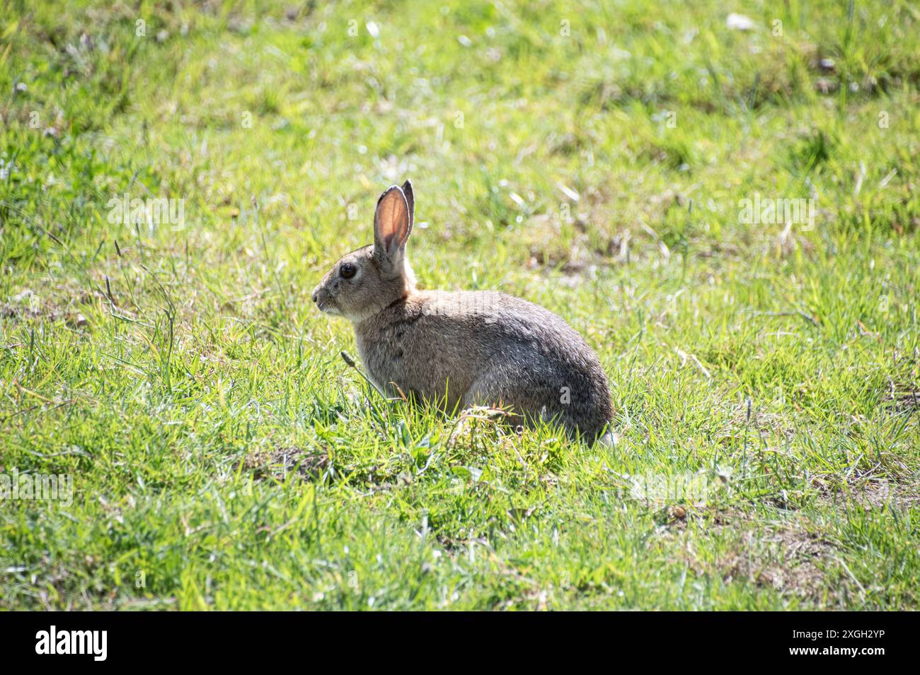 Cute bunny jumping hi-res stock photography and images - Alamy