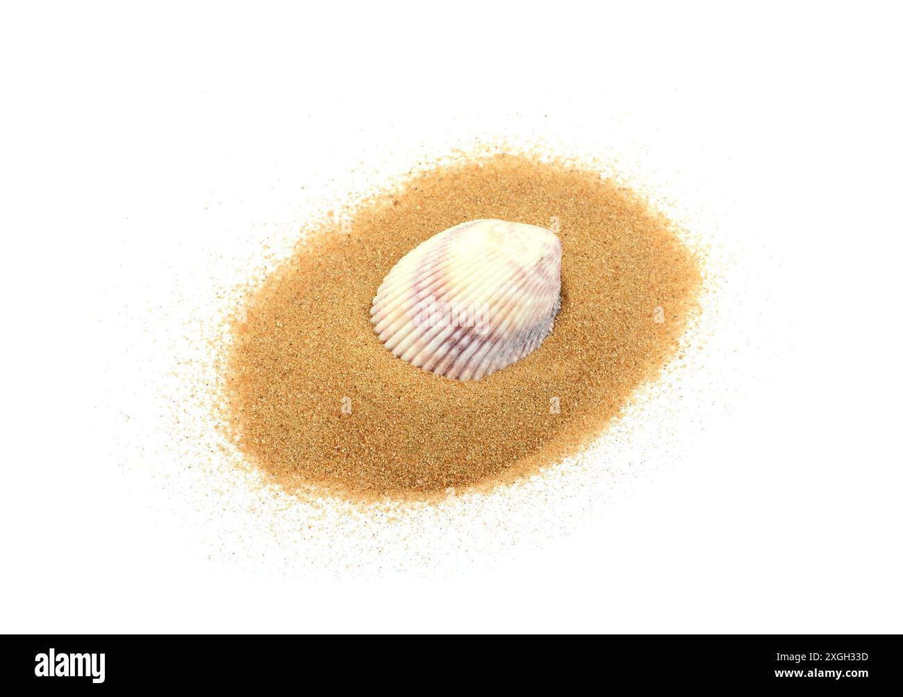 Sea shell on a sand pile isolated on white background Stock Photo - Alamy