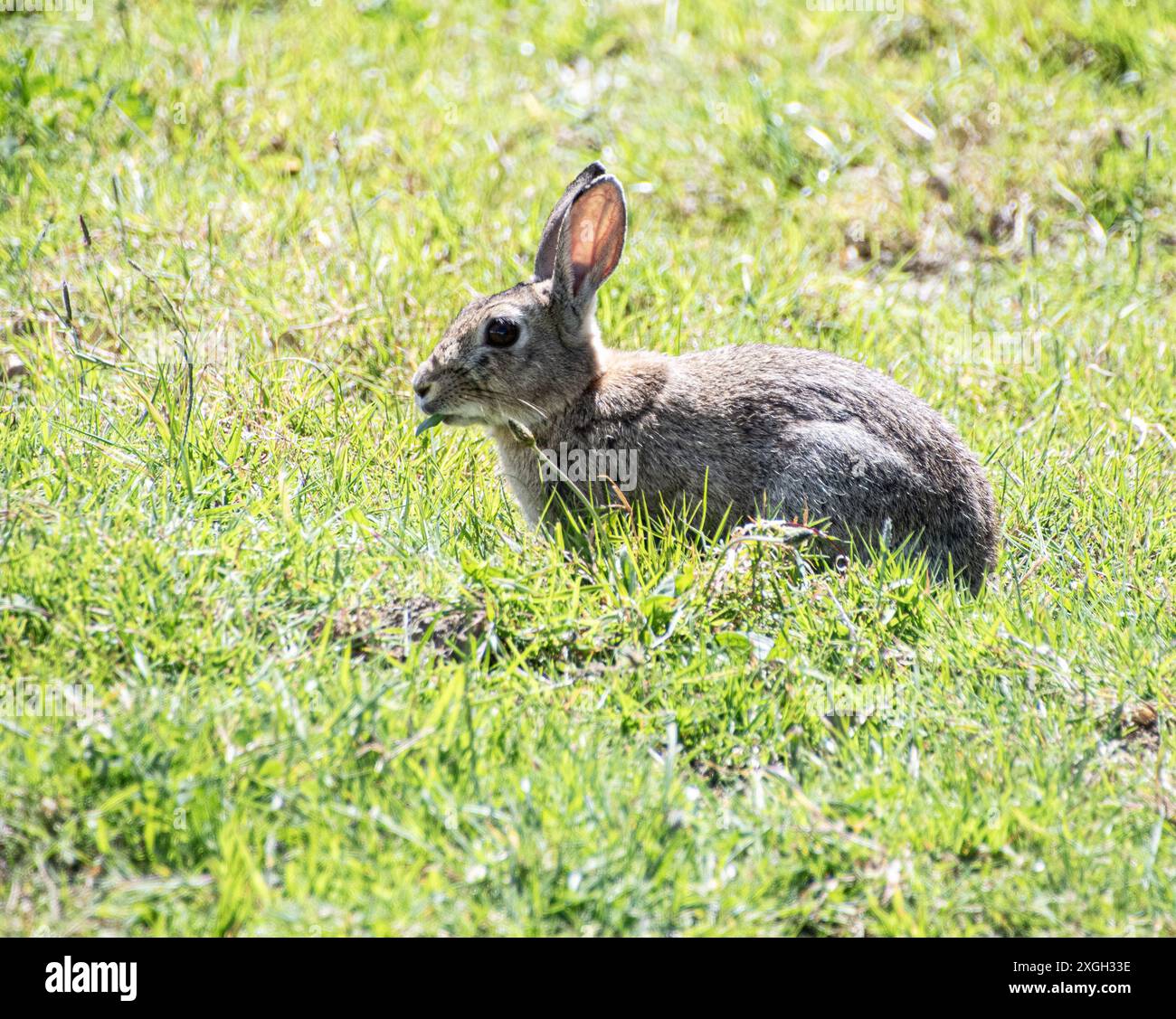 Cute bunny jumping hi-res stock photography and images - Alamy