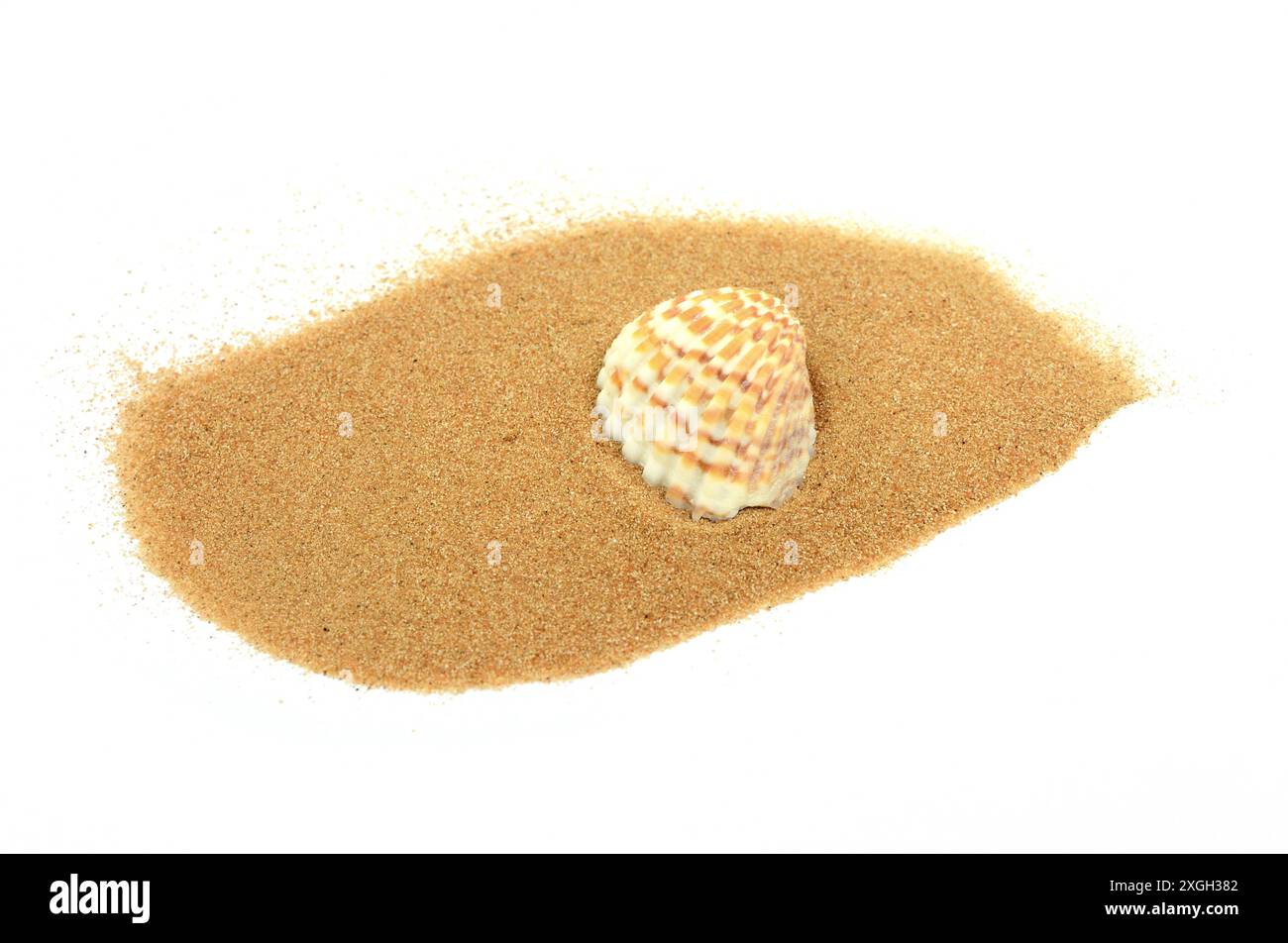 Sea shell on a sand pile isolated on white background Stock Photo - Alamy