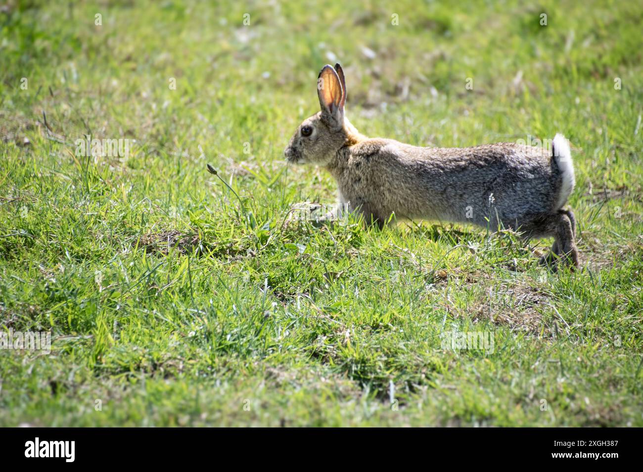 Rabbit playing in grass hi-res stock photography and images - Alamy