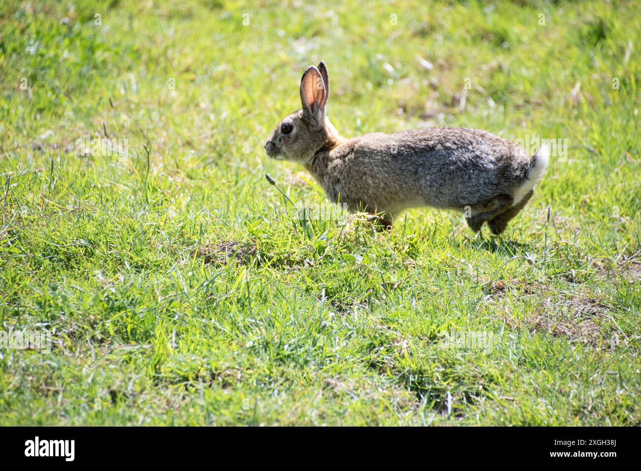 Cute bunny jumping hi-res stock photography and images - Alamy
