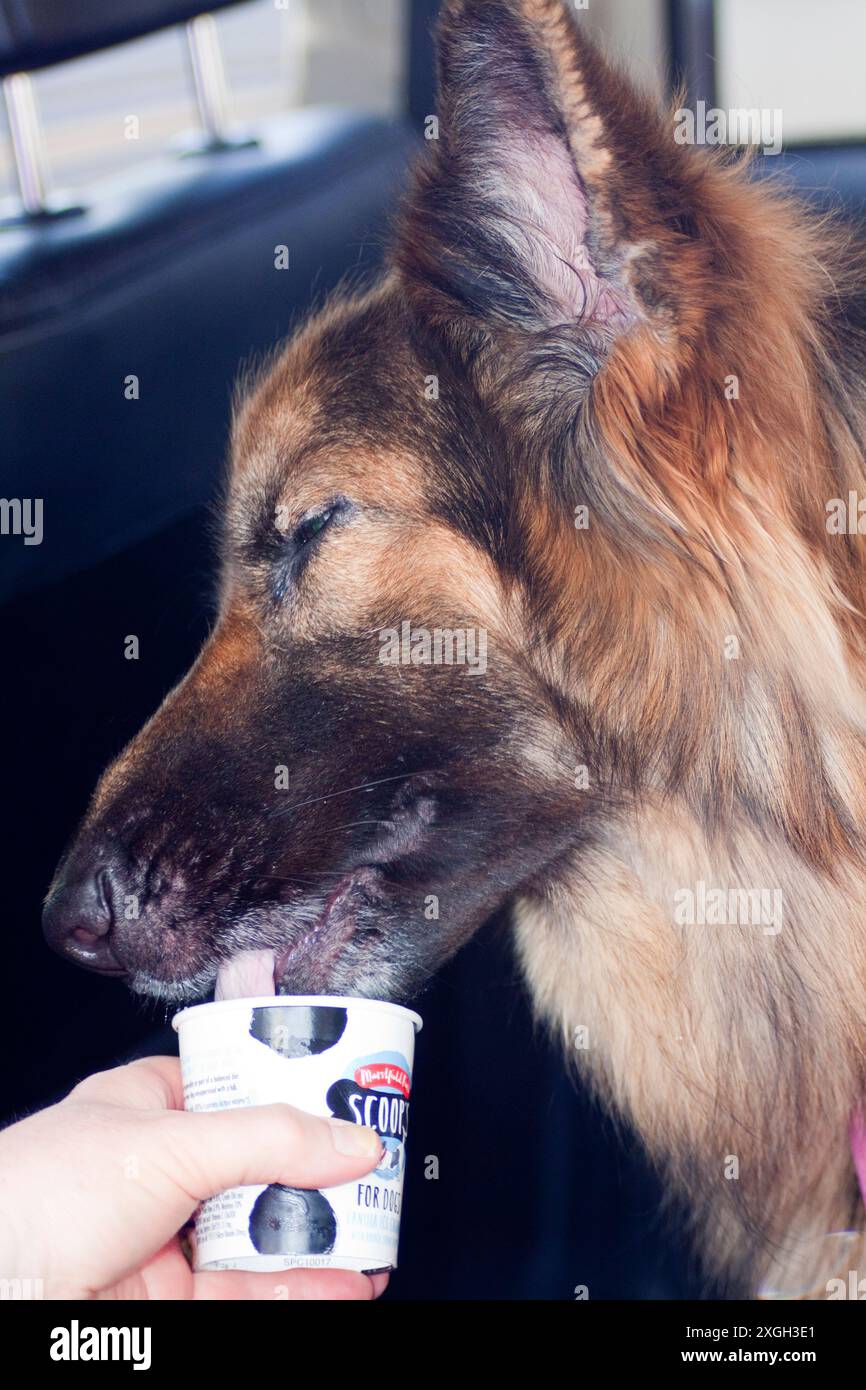 German Shepherd licking ice cream after a day on the Beach Charmouth ...