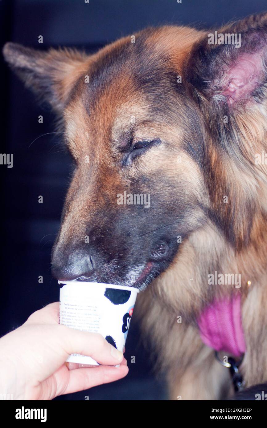German Shepherd licking ice cream after a day on the Beach Charmouth ...