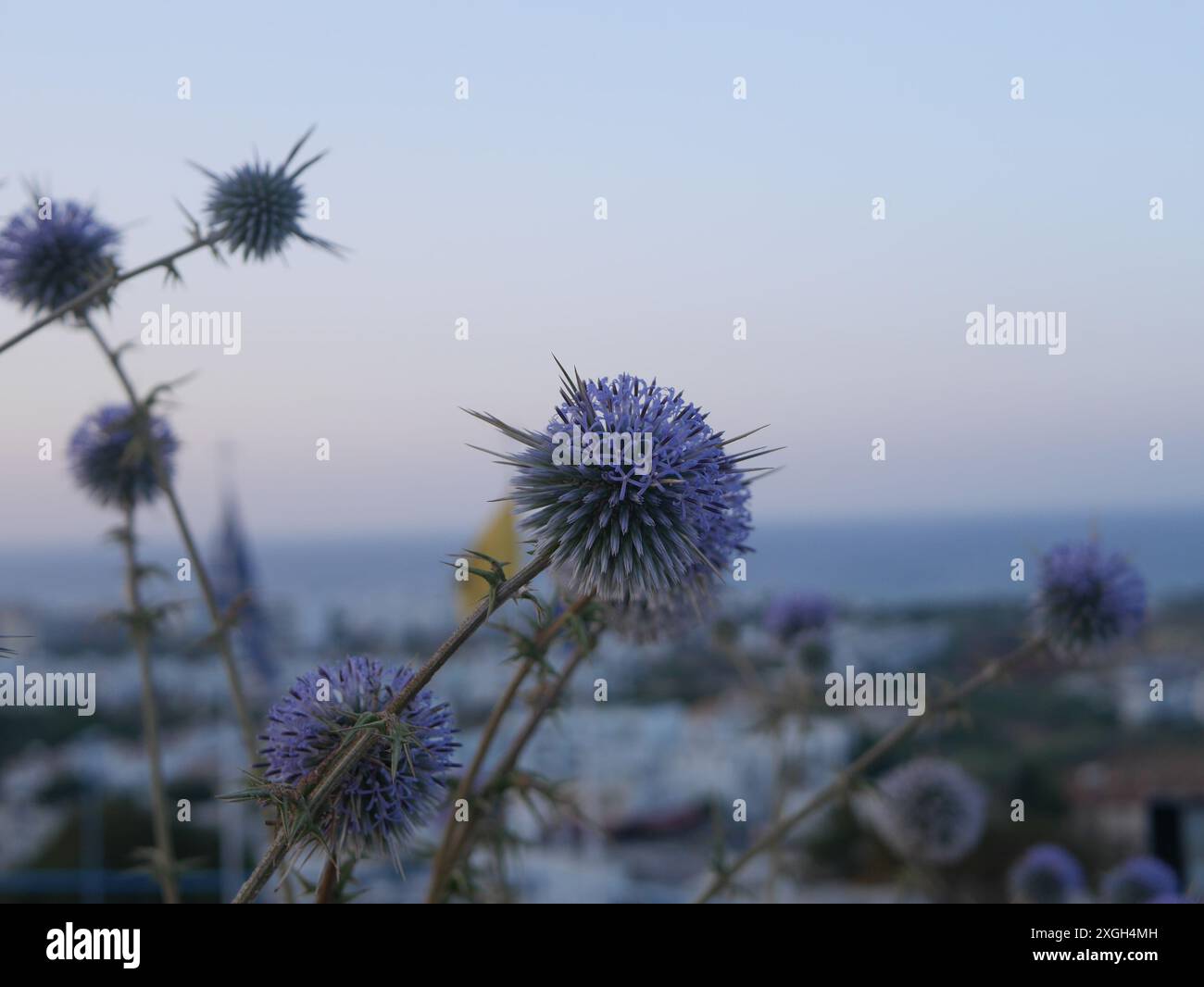 Background reveals soft hi-res stock photography and images - Alamy