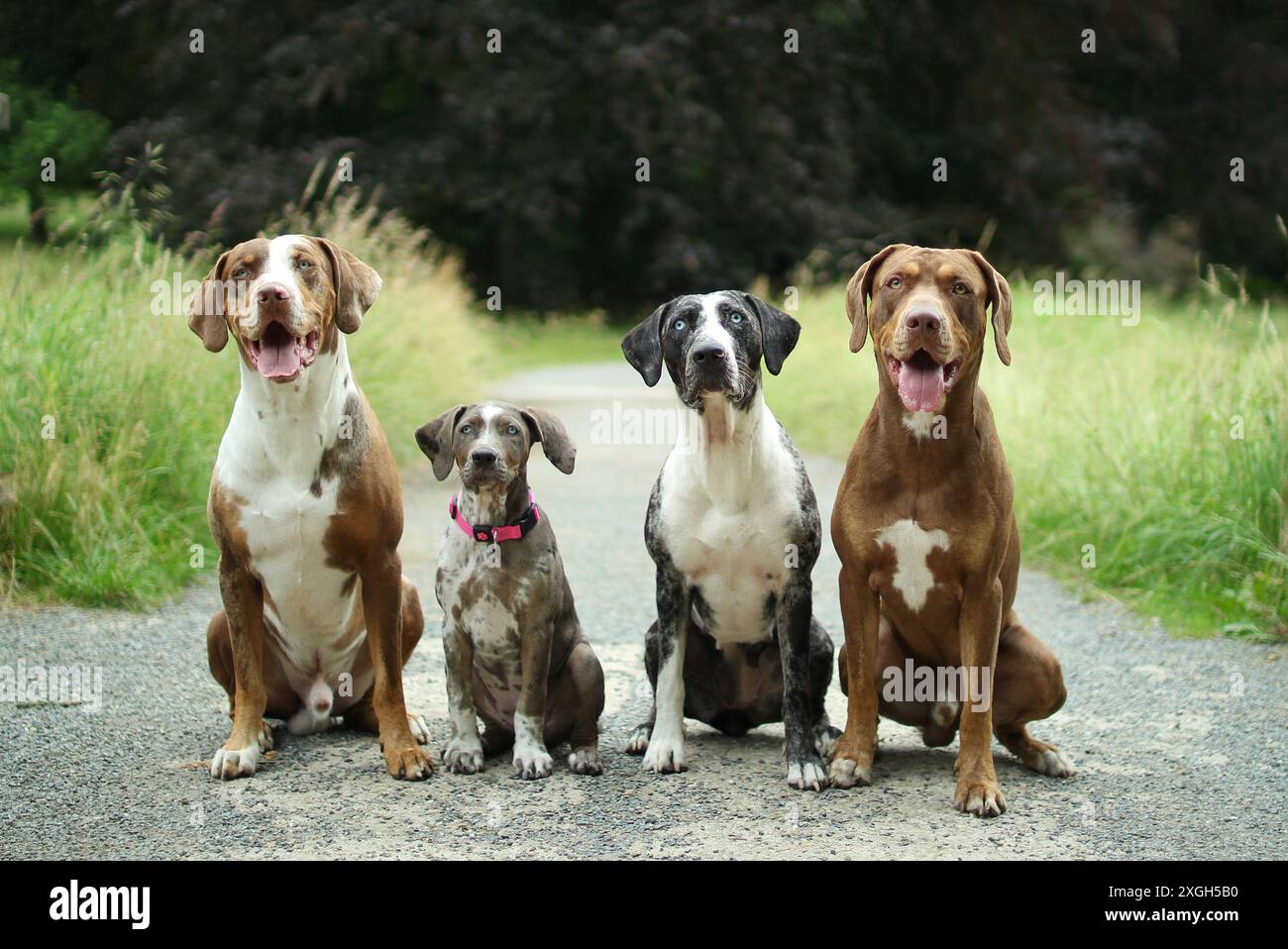 Pack of louisiana leopard dogs sit together on the way in nature. The ...