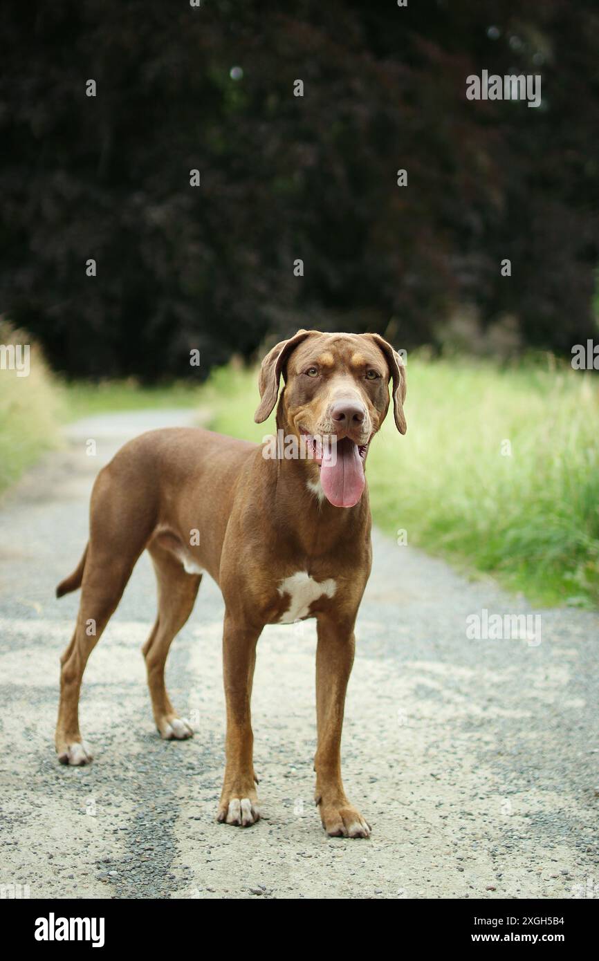 Catahoula leopard dog garden hi-res stock photography and images - Alamy