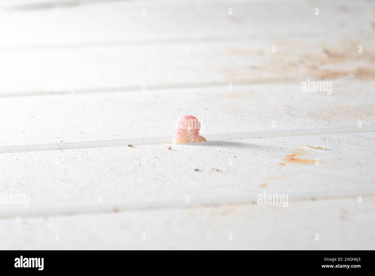 Pink inchworm moving on a white surface in an outdoor setting ...