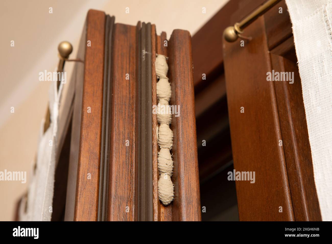 Mud dauber wasp nests attached to a wooden window frame indoors ...