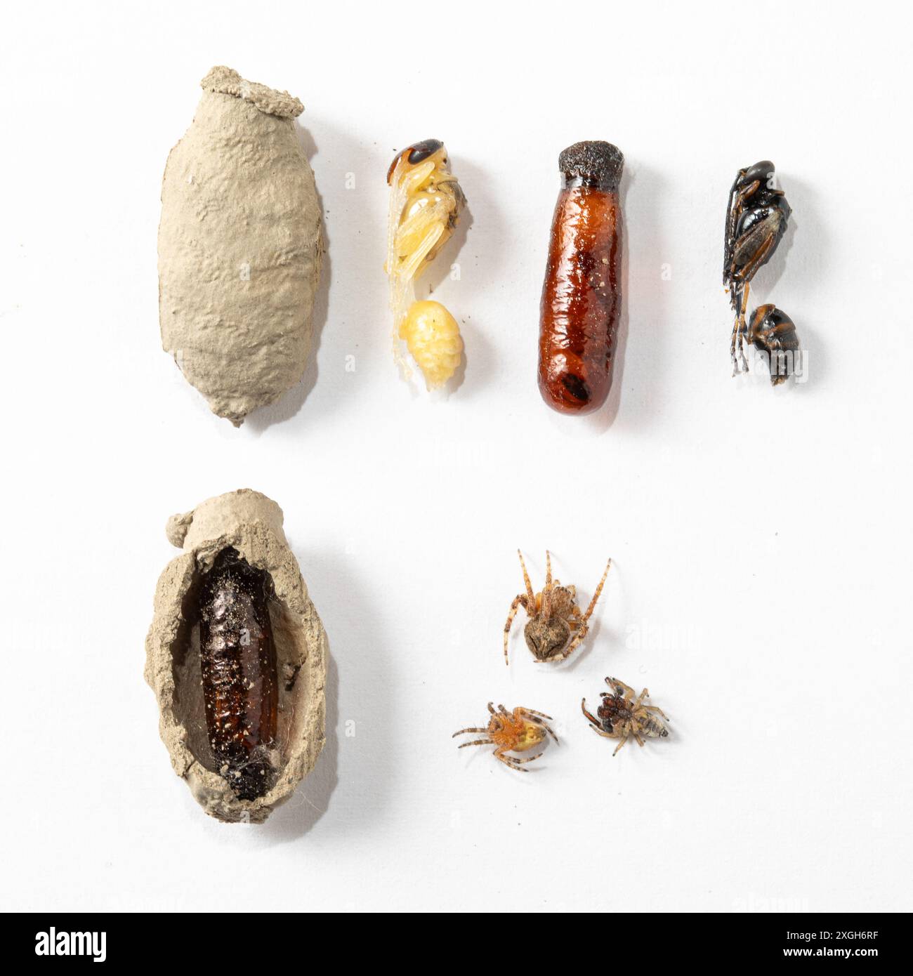 Various spider like food and stages of mud nests displayed on a white ...