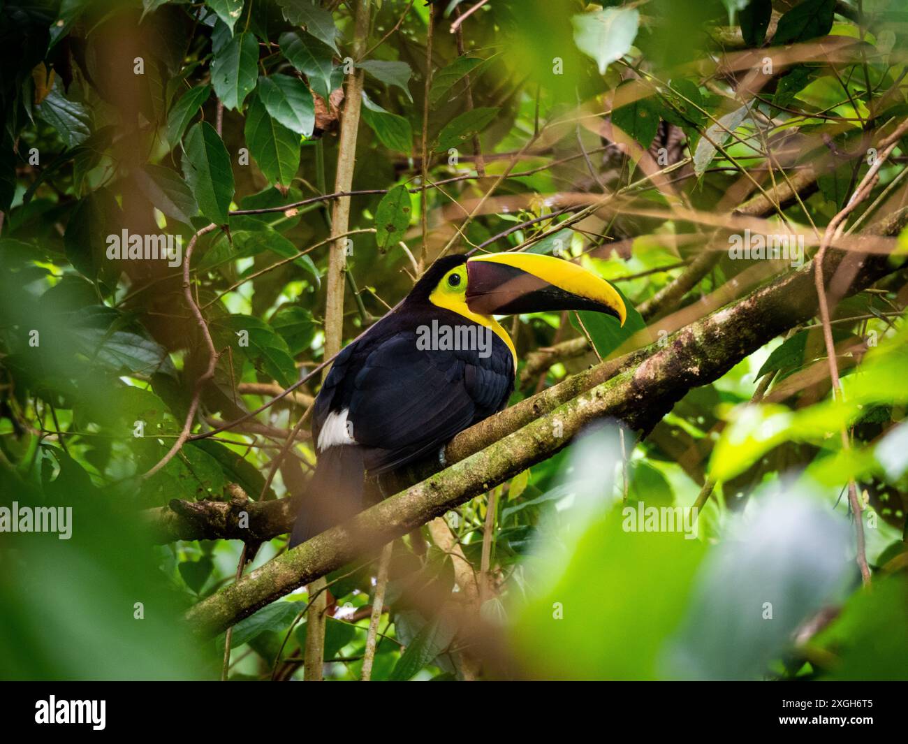 A yellow-throated toucan sitting on a branch in the jungle in Costa ...