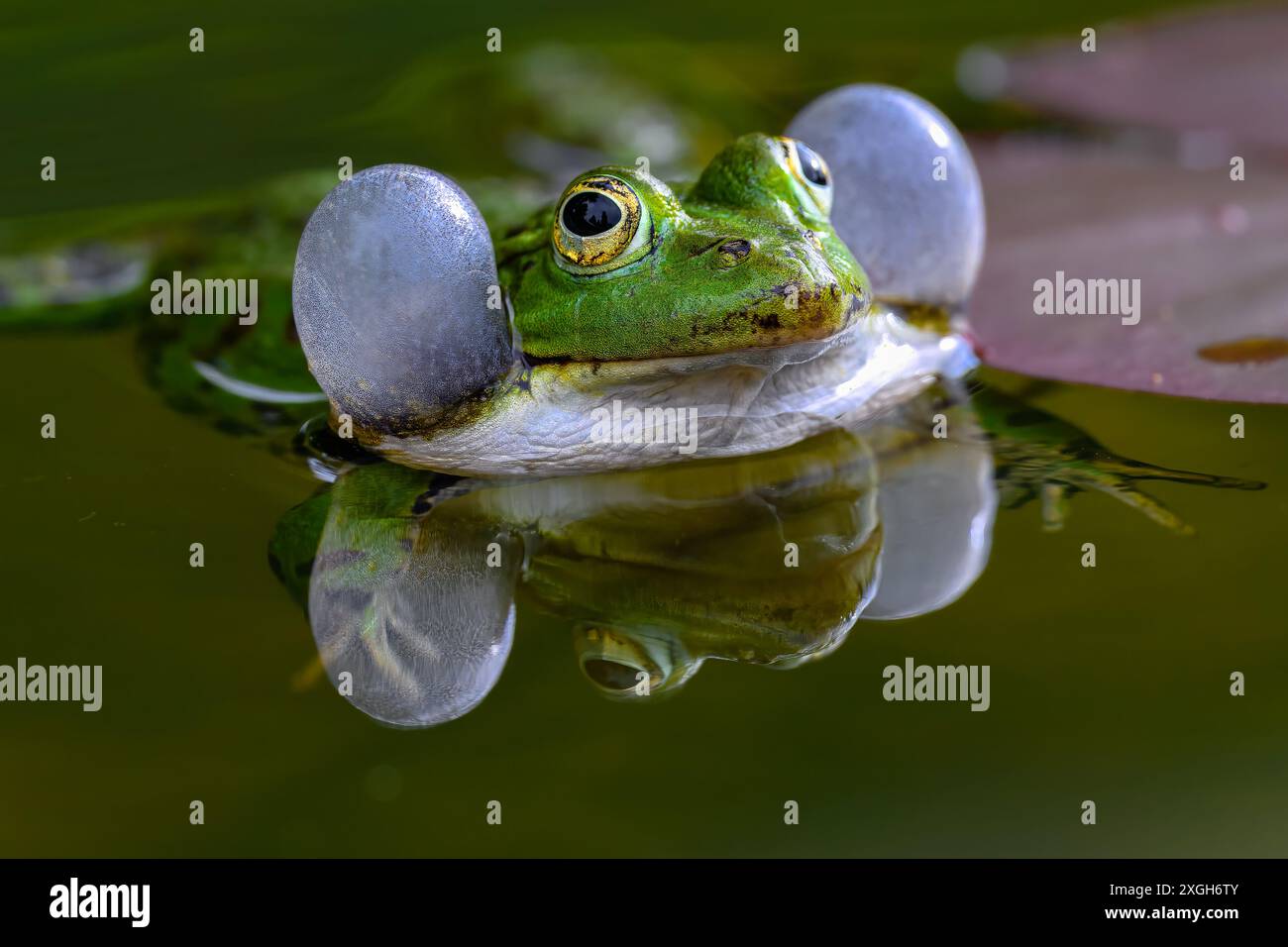 Frog calling swamp hi-res stock photography and images - Alamy