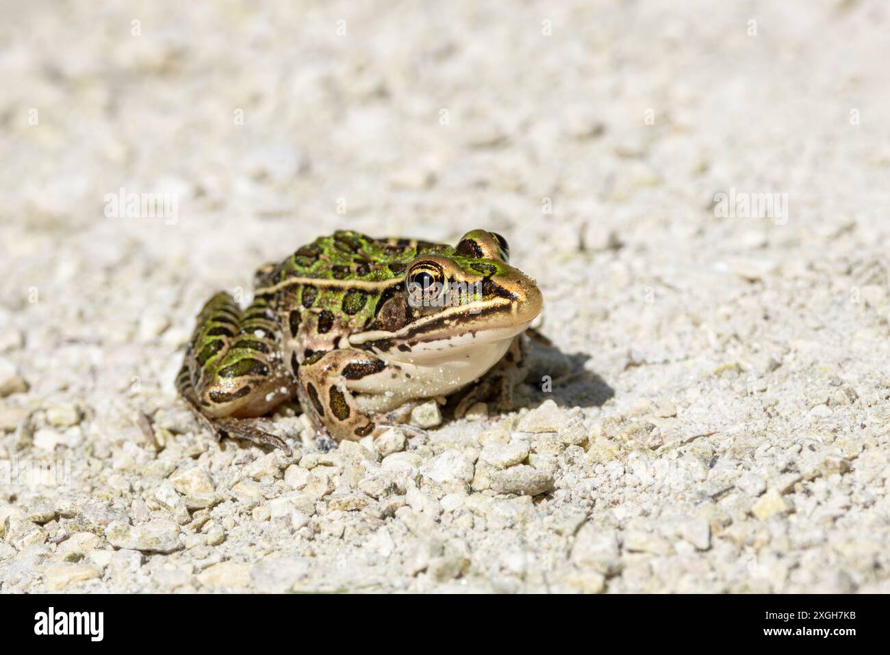 A northern leopard frog sits still on a limestone path. Its big bulging ...