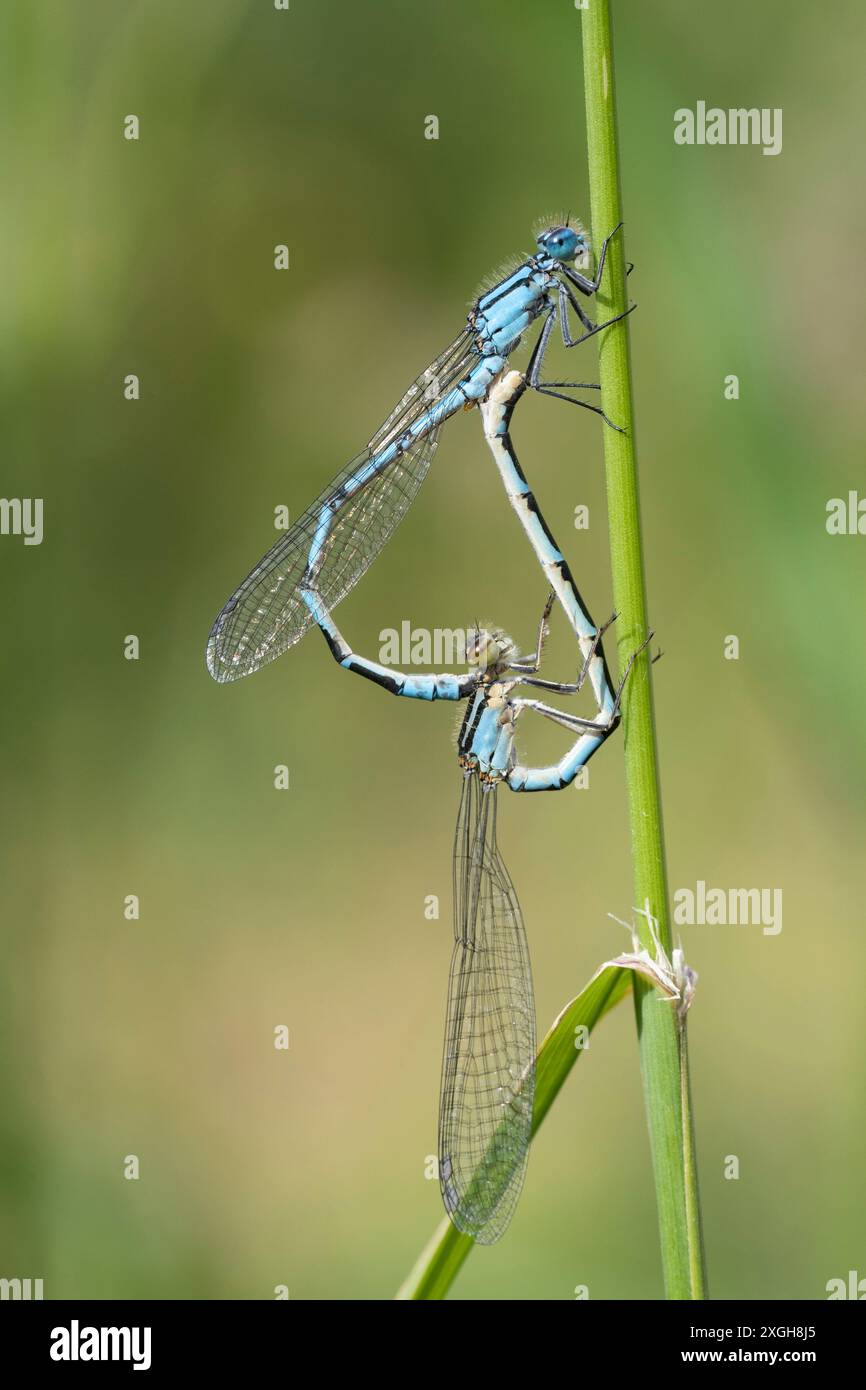 Common blue damselfly mating hi-res stock photography and images - Alamy