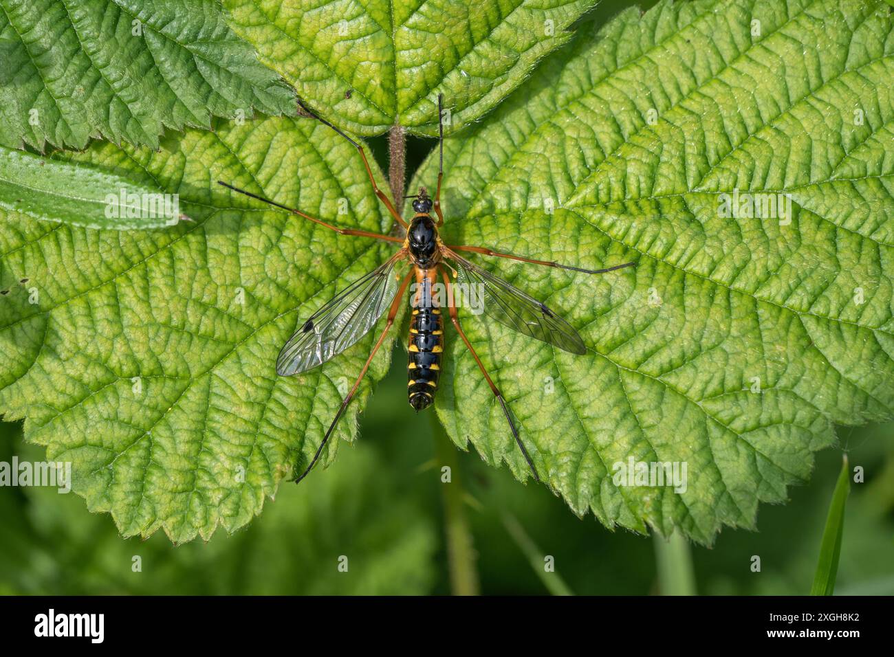 Horn leaf hi-res stock photography and images - Alamy