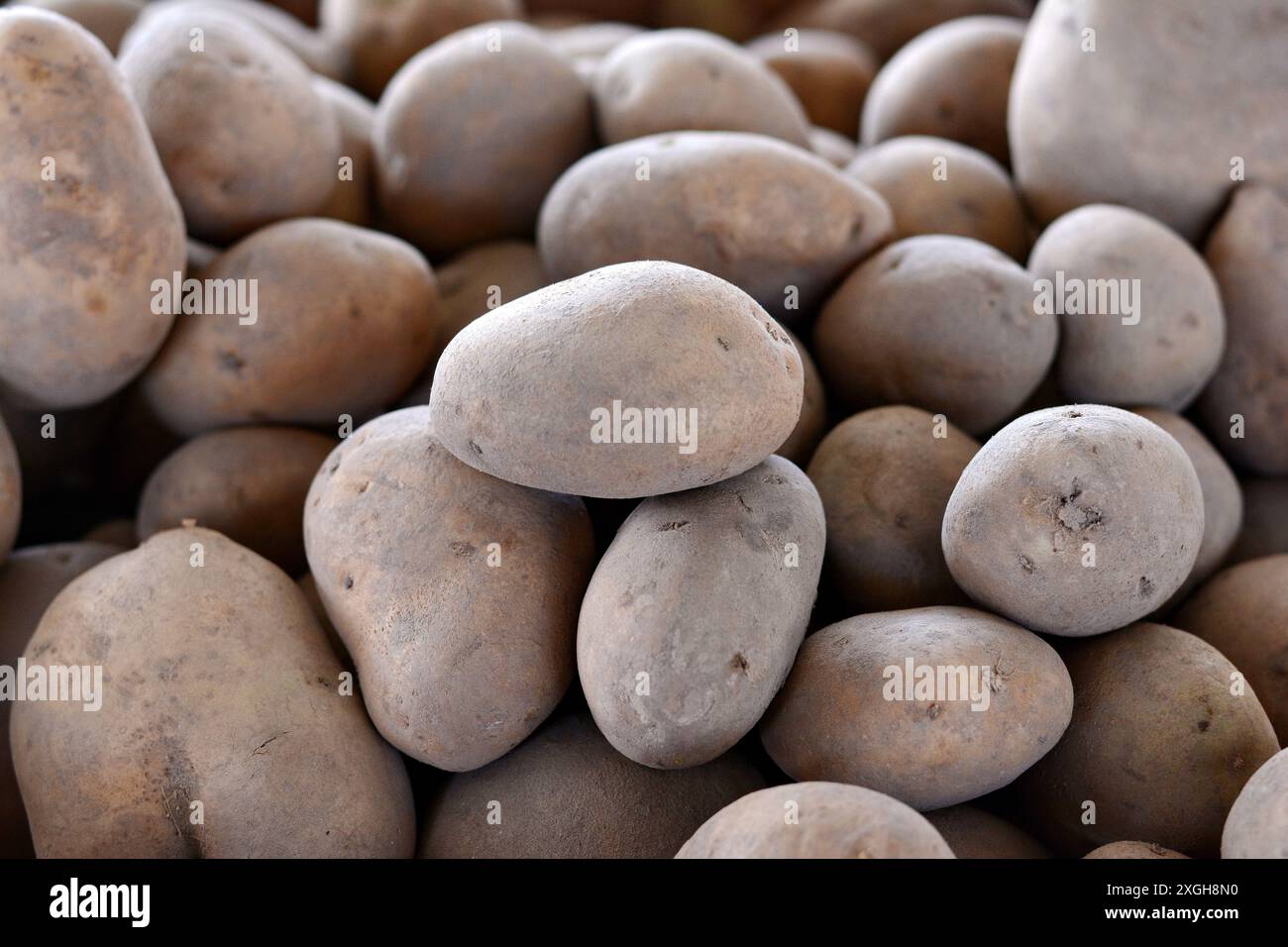 Fresh organic potato stand out among many large background potatoes in ...