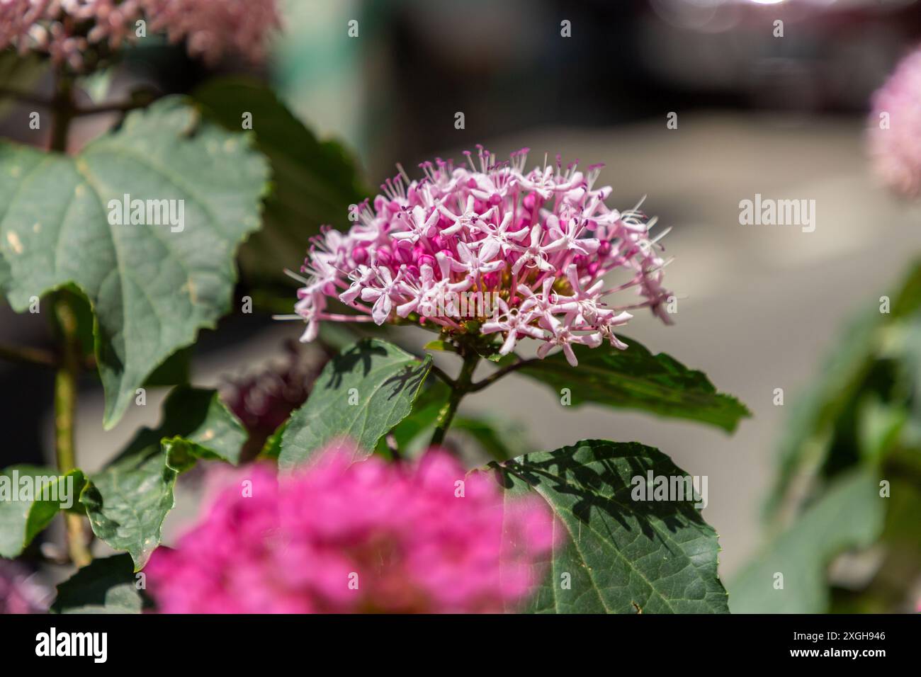 Clerodendrum bungei, commonly known as rose glory bower, glory flower ...