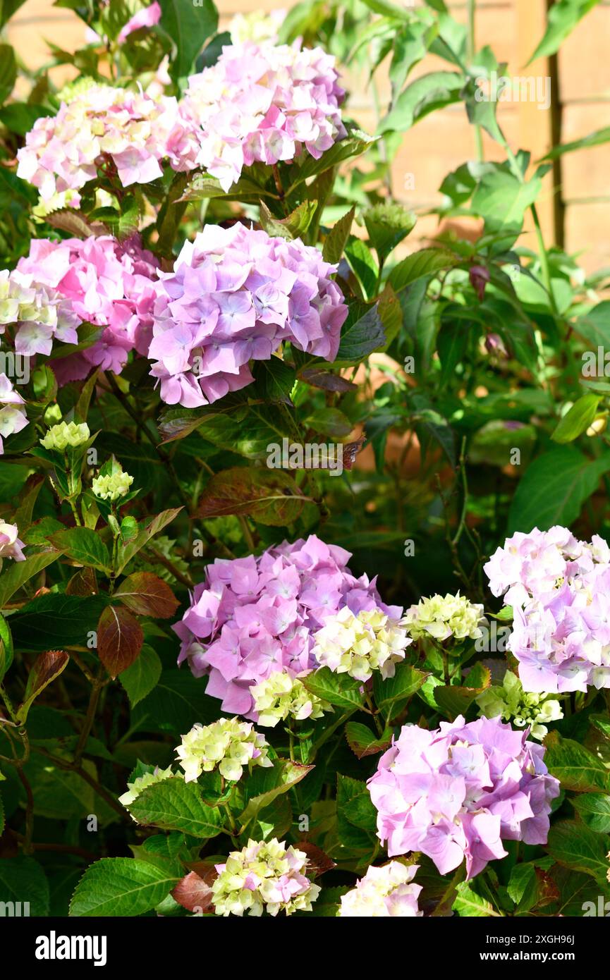 Large hydrangea flower heads hi-res stock photography and images - Alamy