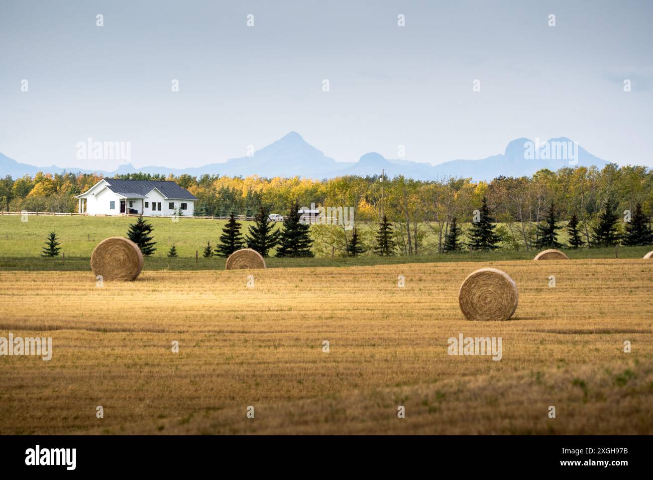 Round bales harvested on this ranch hi-res stock photography and images ...